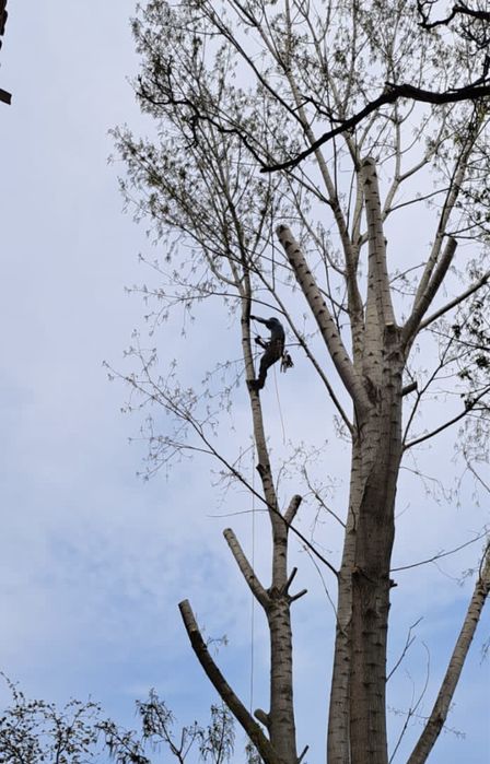 Taiere / Toaletare / Doborare / Defrisare Copaci / Arbori Oradea • OLX.ro