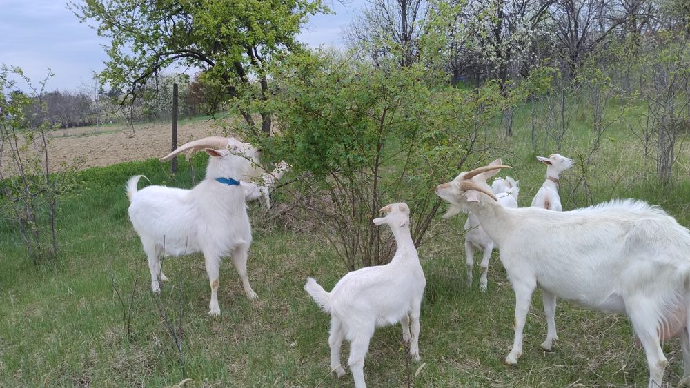 Iezi capre și țap Vernesti • OLX.ro