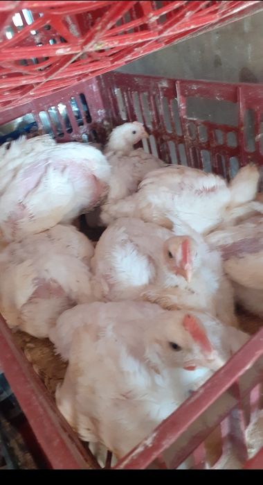 Pui rasă mixta si pui albi de carne Plosca • OLX.ro