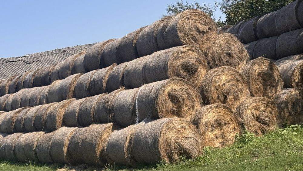 Vand Baloti Baloti Fân 2025 Miercurea Nirajului • OLX.ro