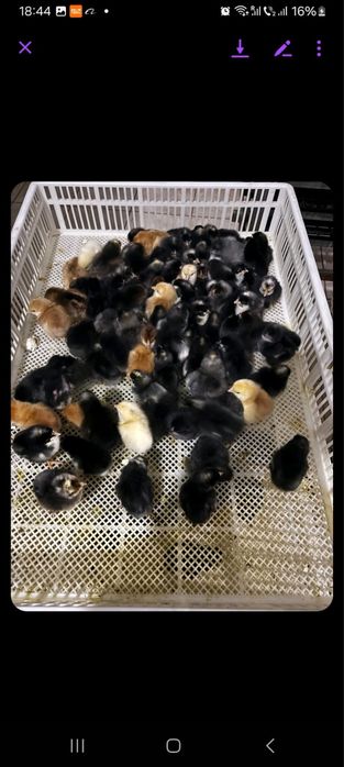 Boboci de rata, gasca pui de gaina Curtea de Arges • OLX.ro