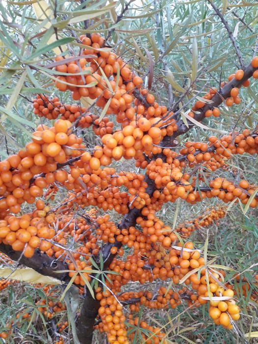 Puieti butasi catina Craiova • OLX.ro