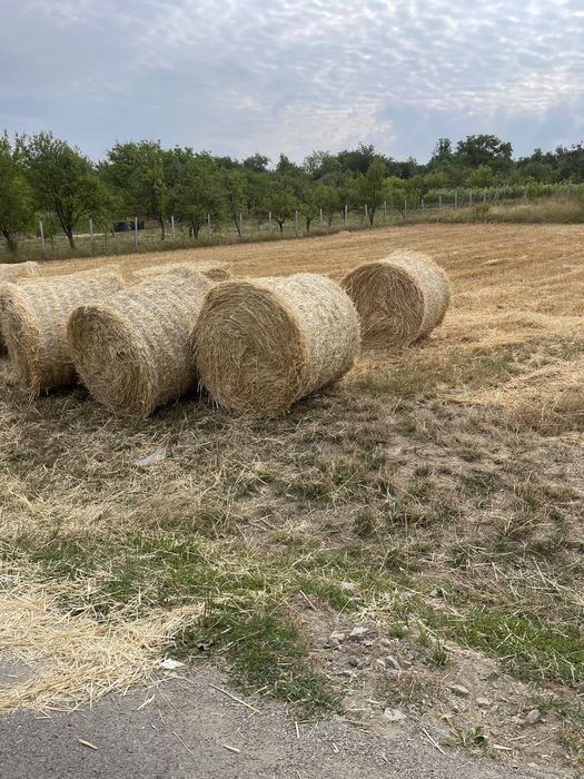 Balot baloti Rotunzi de paie cu plasa Zalau • OLX.ro