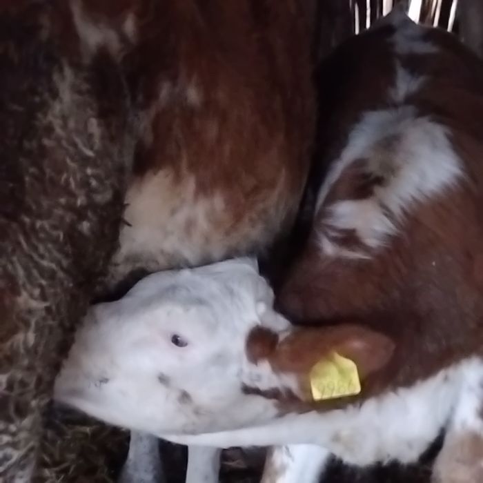 Vand vaca cu vitel Timisoara • OLX.ro