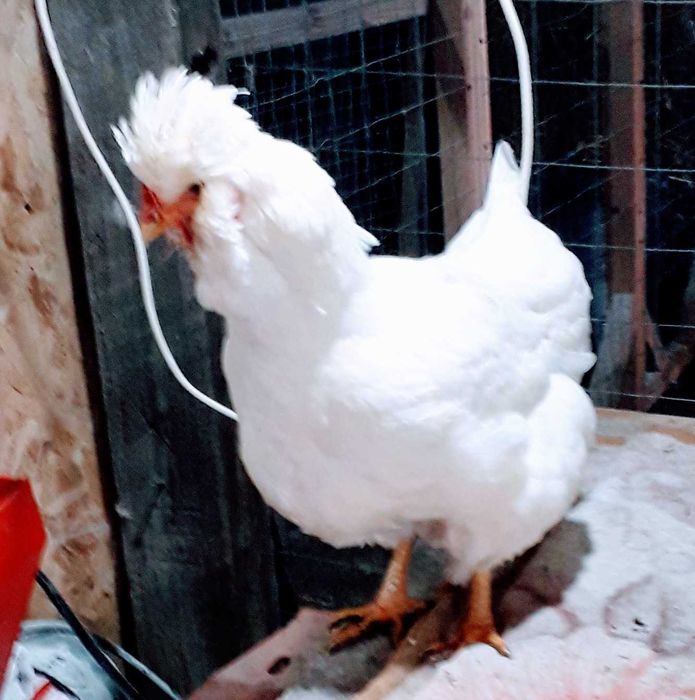 Oua pentru incubat pui,pasari. Parta • OLX.ro