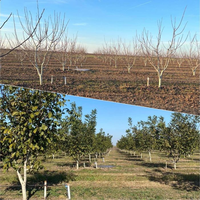 Livada nuci fernor anul 7 Techirghiol • OLX.ro