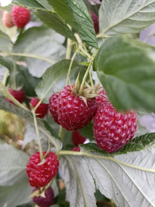 Vând drajoni de zmeură Lunca Tarnavei • OLX.ro