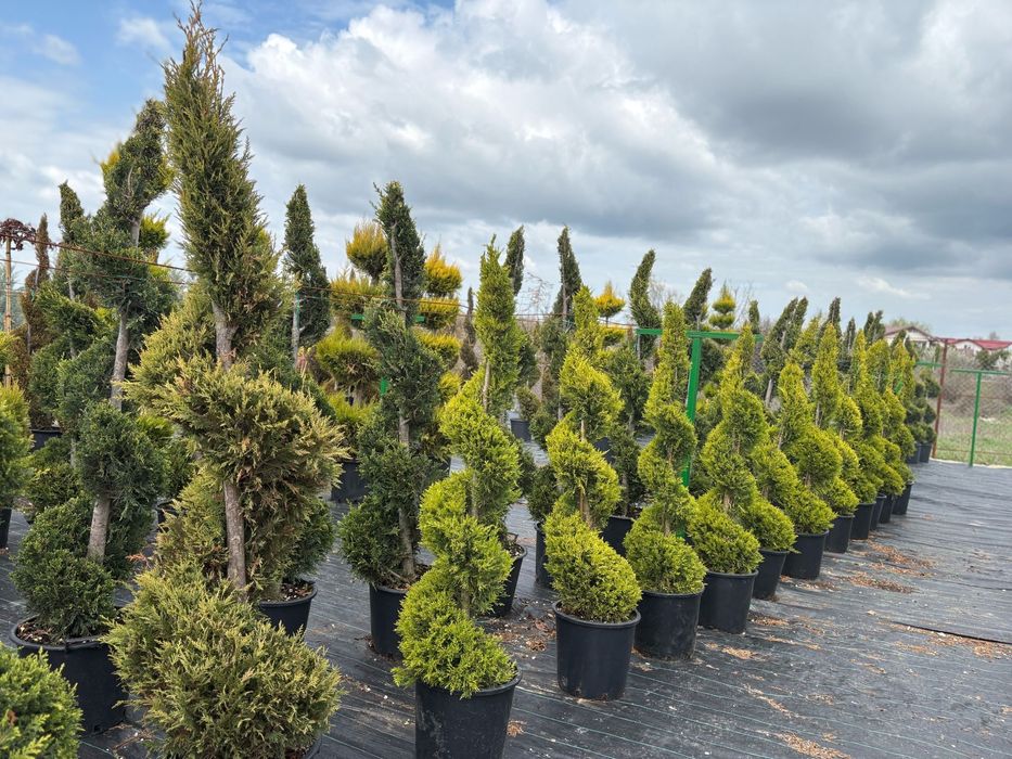 Plante decorative Alba Iulia • OLX.ro