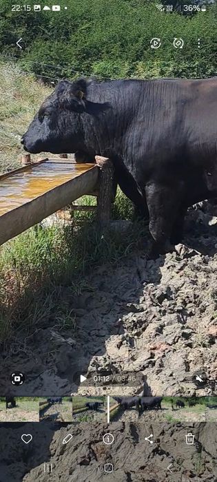 Vand taur cu certificat si autorizat de monta Dej • OLX.ro