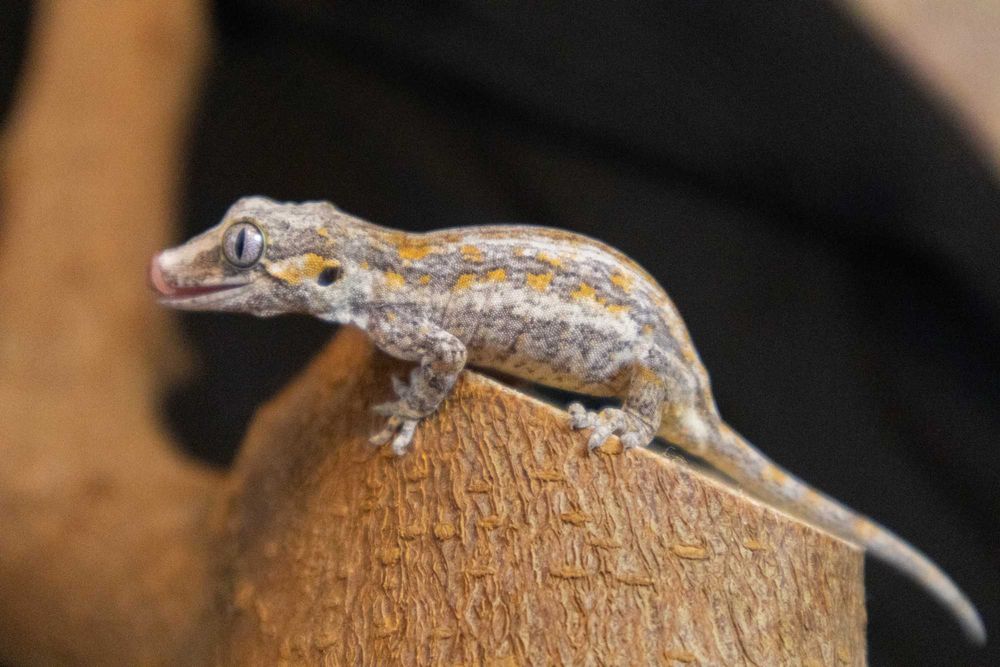 Reptile de vanzare Soparle Gecko Gargoyle Bucuresti Sectorul 1 • OLX.ro