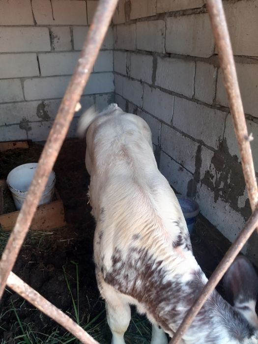 Vitel de vanzare se vinde pe picioare sau taiat Plataresti • OLX.ro