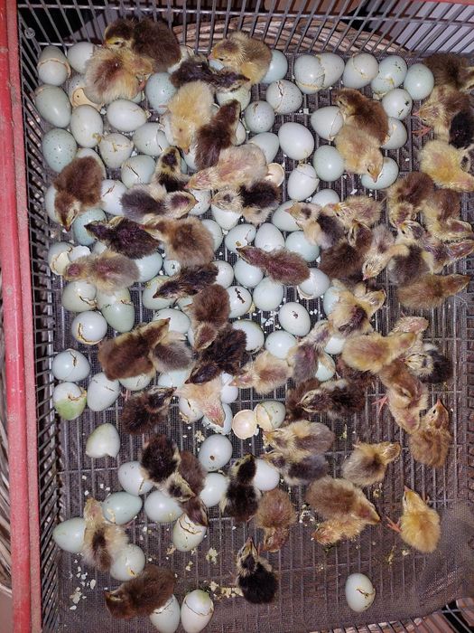 Prepelite, pui de prepelita si oua de consum sau incubat Zadareni • OLX.ro