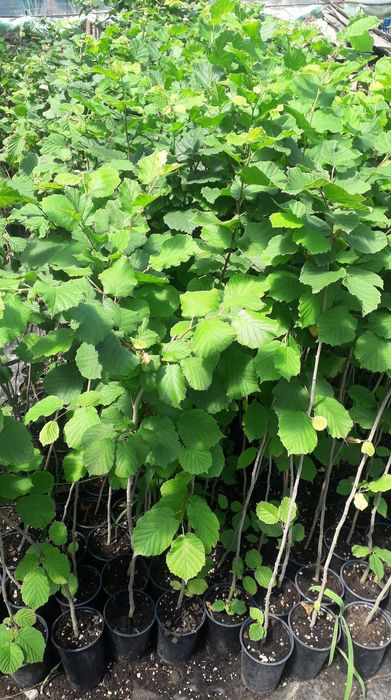 Puieti de alun micorizați cu spori de trufe Bistrita • OLX.ro