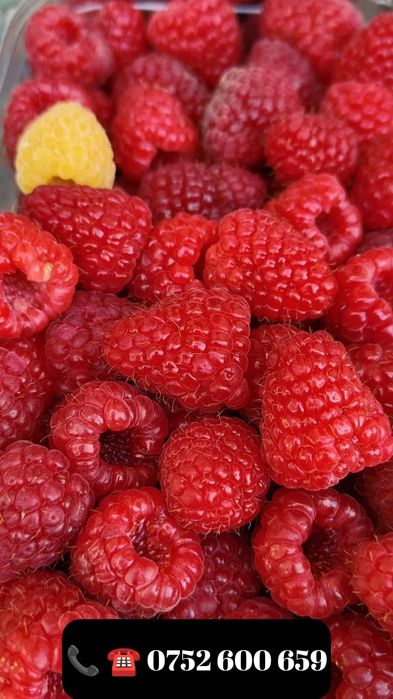 Vand drajoni zmeura remontanta Cluj-Napoca • OLX.ro