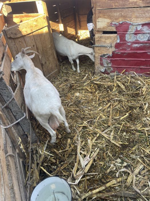 Vand 3 capre si un țap Saanen rasa pura. Focsani • OLX.ro