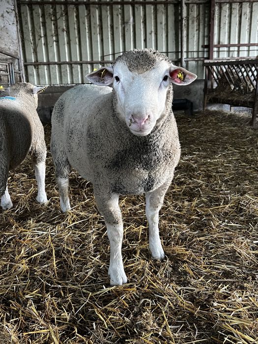 Berbeci IL de France Schela • OLX.ro