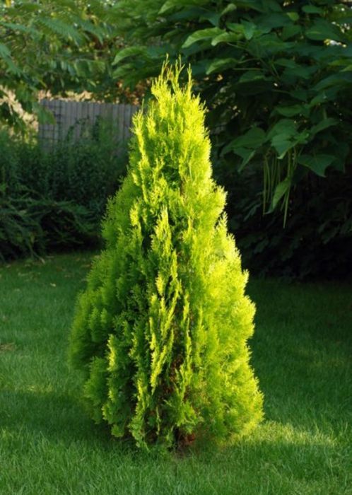 Poze reale 100 %- tuia smarald, columnaris, globoasa chiparos albastru ...