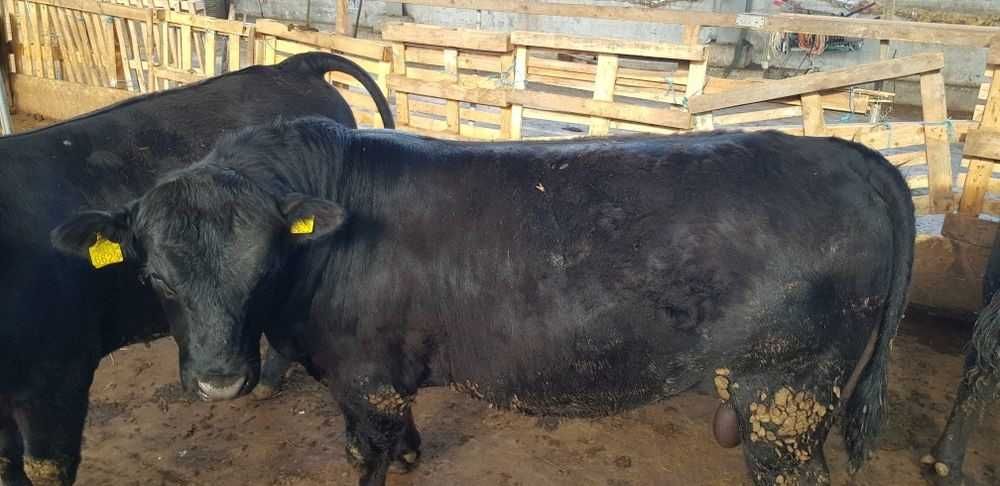 Taur Aberdeen Angus 05.2022 fiul lui BRANCO V.D ET USA Crangurile • OLX.ro