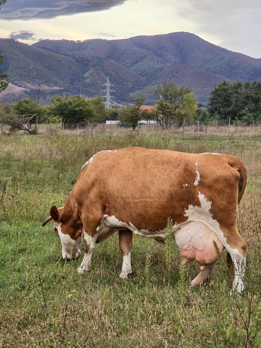 Vand vaca baltata romaneasca! Santamaria-Orlea • OLX.ro