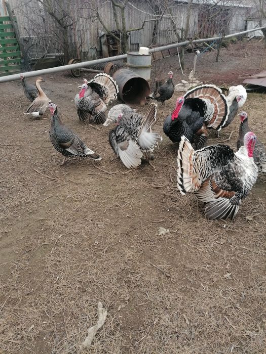 Vând/schimb curcani și curci pentru reproductie Voinesti • OLX.ro