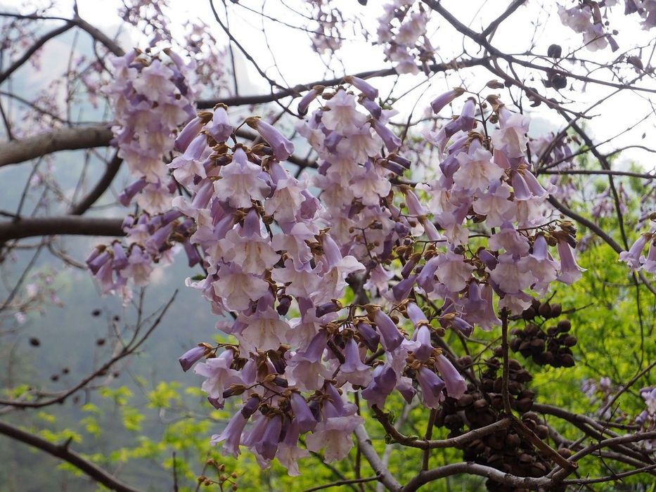 Paulownia Tomentosa Shoot Cu Flori Roz Ciumbrud • OLX.ro
