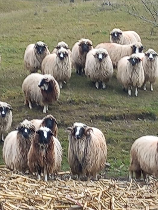 Berbec disponibil Alba Iulia • OLX.ro