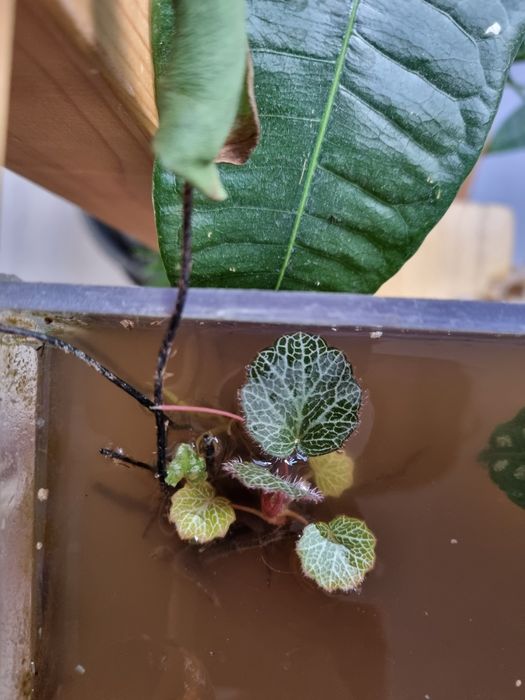 Plante emersate si melci pt acvariu. Paludarium/Terrarium pe comanda ...