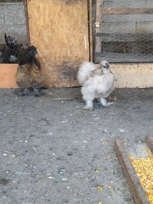 Cocosii mătase japoneză vor alta casa Constanta • OLX.ro