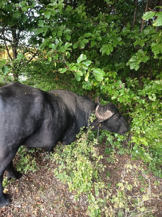 Taur de bivol autorizat la montată Belin • OLX.ro