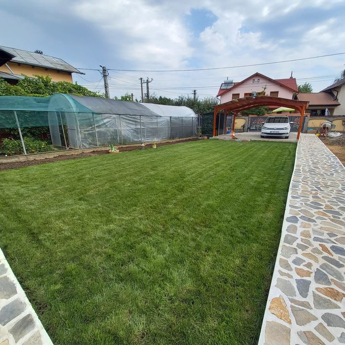 Gazon rulou tuia mesteacan brazi tei piatra naturala etc. Titu • OLX.ro