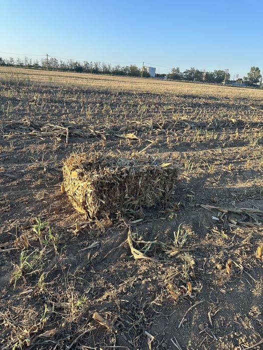 Baloti coceni pătrați/rotunzi pe plasă nerecoltați cu drugi Arcesti-Cot ...