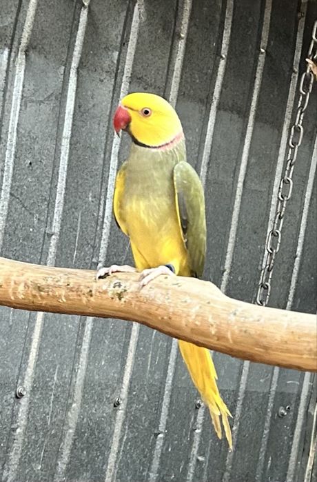 Pereche papagal micul alexander mutatie cap coada Drobeta-Turnu Severin ...