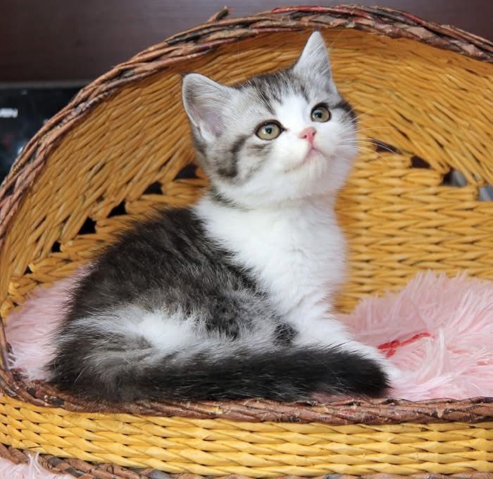 British silver bicolor puiut Bucuresti Sectorul 3 • OLX.ro