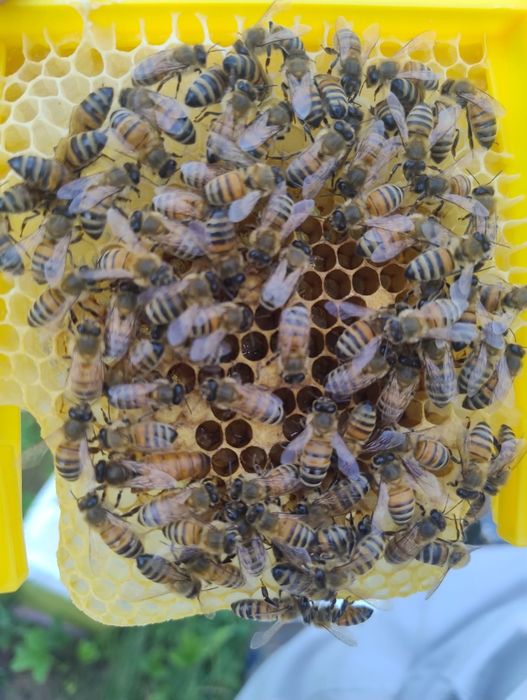 matci imperecheate de vanzare ' Anunturi ' OLX.ro