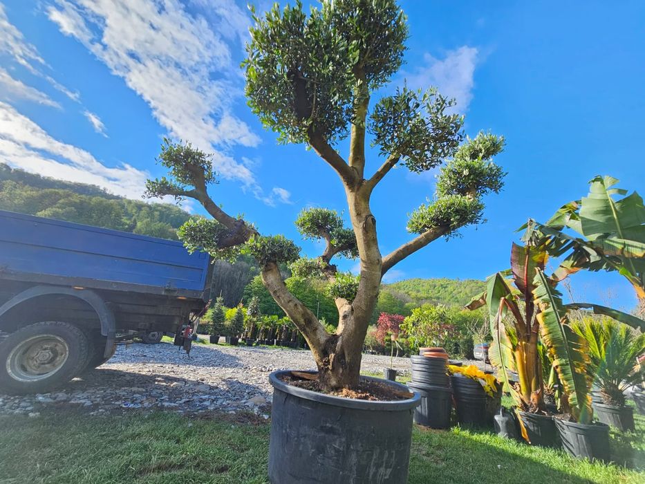 Bonsai din maslin ( olea europaea ) pin etc Bucuresti Sectorul 1 • OLX.ro