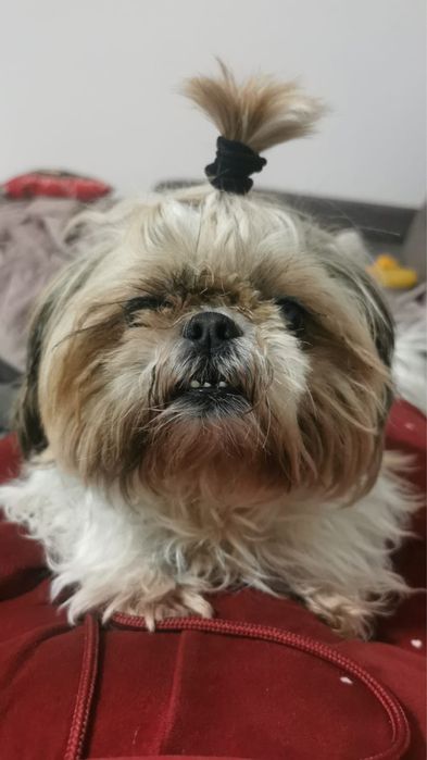 Adoptie caine Shih Tzu Constanta • OLX.ro