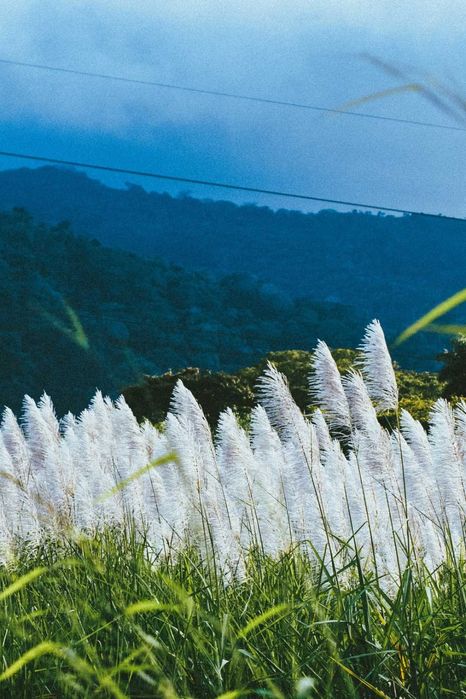 Vindem Lavanda, Tei, Stejar rosu, Arbore de matase, Iarba pampas ...