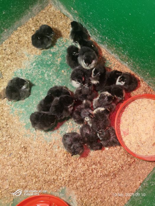 Pui de gaina rasa australorp negru si oua de incubat 4 lei.De consum1L ...