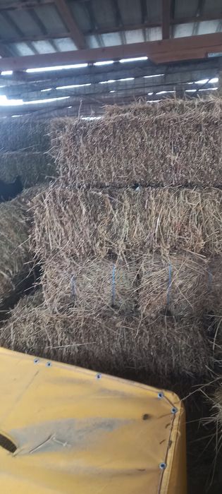 Vând 100 baloti de fan Tormac • OLX.ro