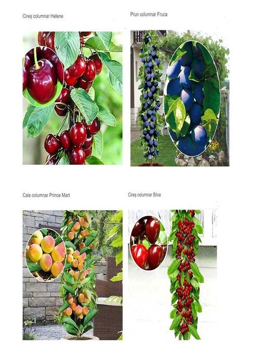 Pomi fructiferi columnari si pitici mar,cires-50+25 gratis Bucuresti ...