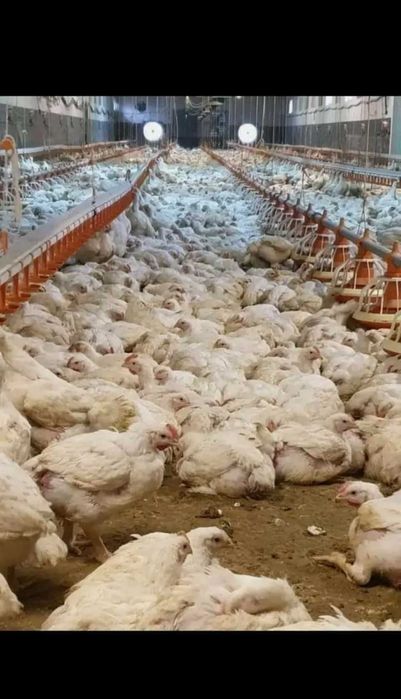 Pasari - Pui de carne ,porumbaci si gaini albe si roșii ouătoare Barlad ...