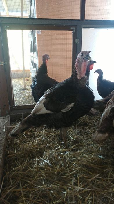Curci bourbon red Dumbravioara • OLX.ro
