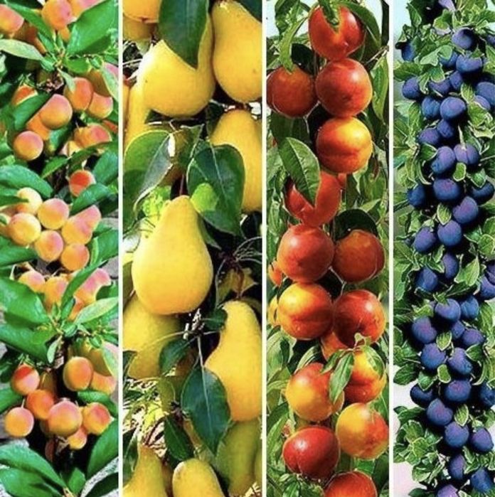 Pomi columnari diferite sortimente Bacau • OLX.ro