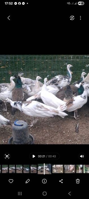 Vând păuni și fazani Craiova • OLX.ro