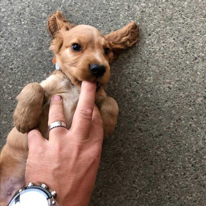 Pui rasa Cocker Spaniel Bucuresti Sectorul 1 • OLX.ro