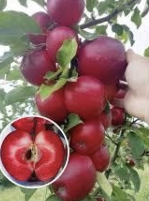 Mar red love columnar unicat Giroc • OLX.ro