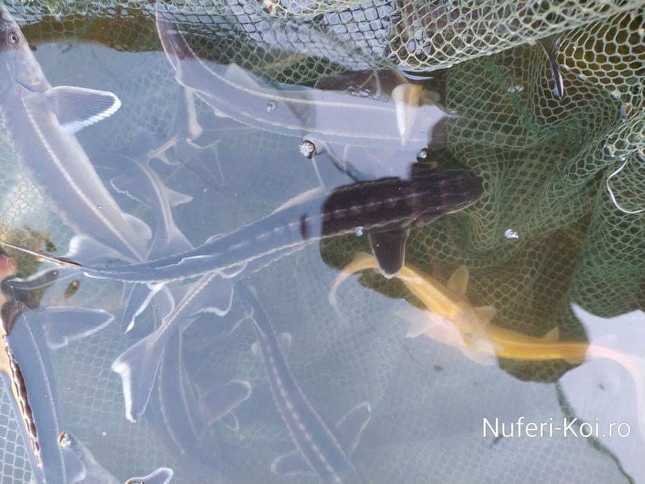 Sturioni (cega alba si normala, nisetru si nisetru siberiam). Turda ...