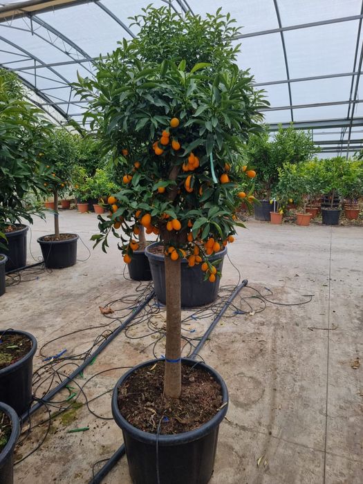 Vand mandarin care se mananca fructul cu coaja Feleacu • OLX.ro
