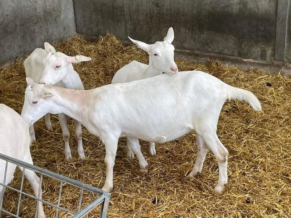 Capre și țapi saanen cu pedigree! Huedin • OLX.ro