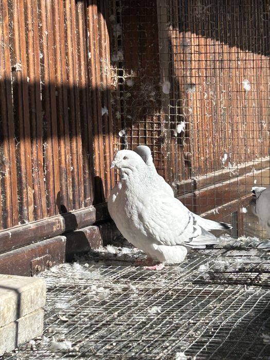 Porumbei standard Dragasani • OLX.ro